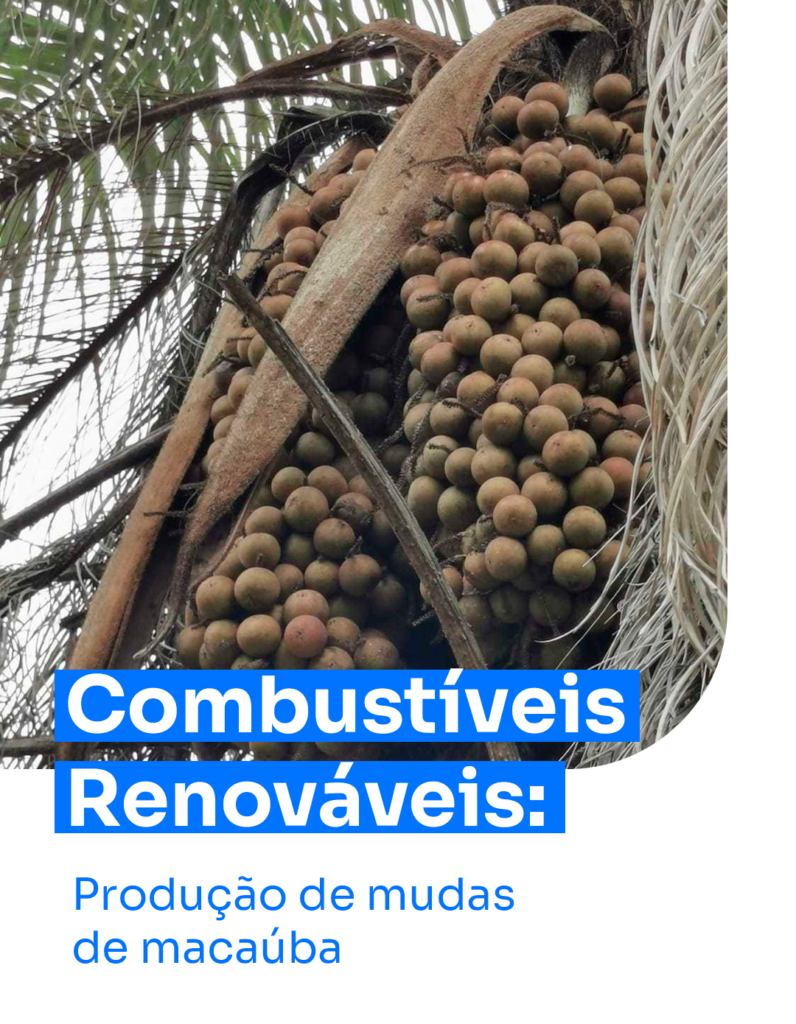 Acelen inicia protocolo inédito de produção de macaúba – Acelen